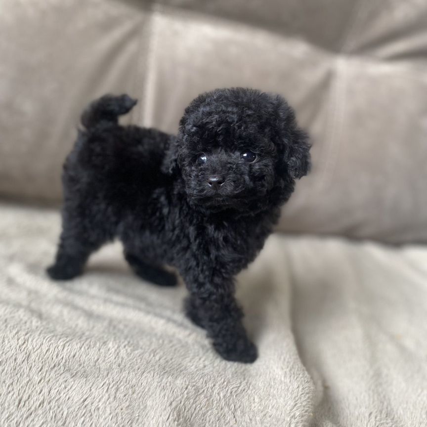 Девочка 1,5 мес окрас черный