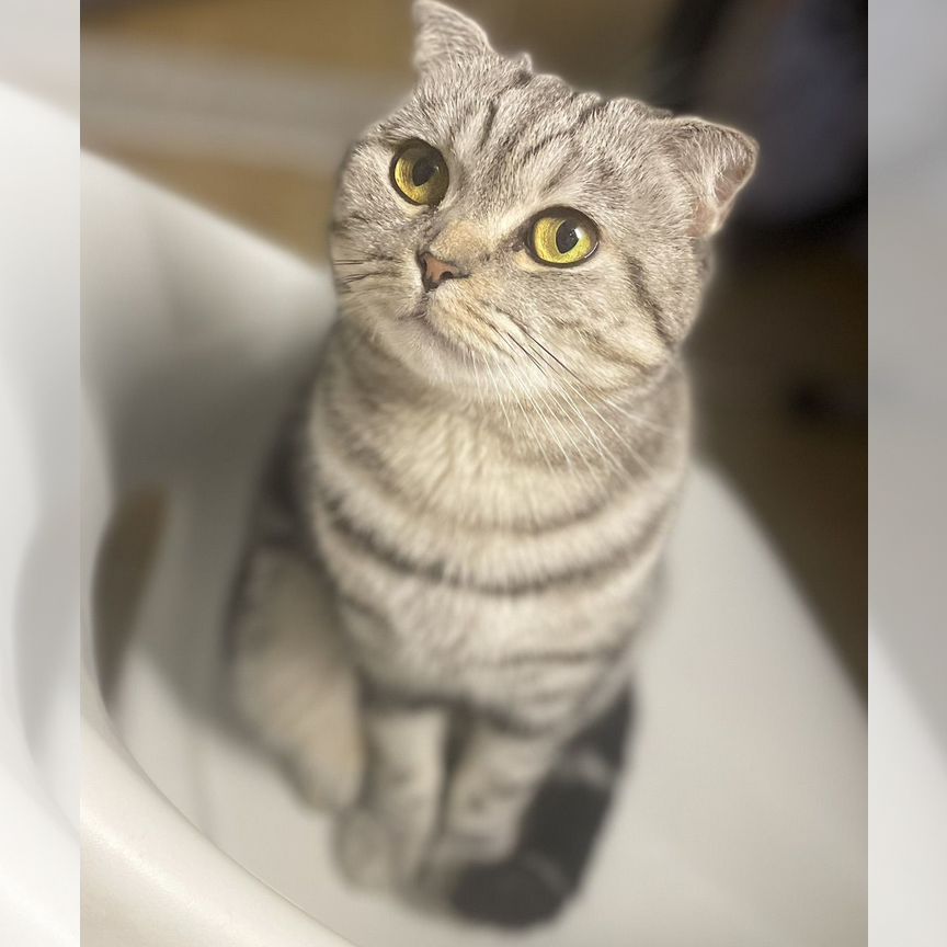 Отдам в добрые руки.Кошка, 3 года, породистая