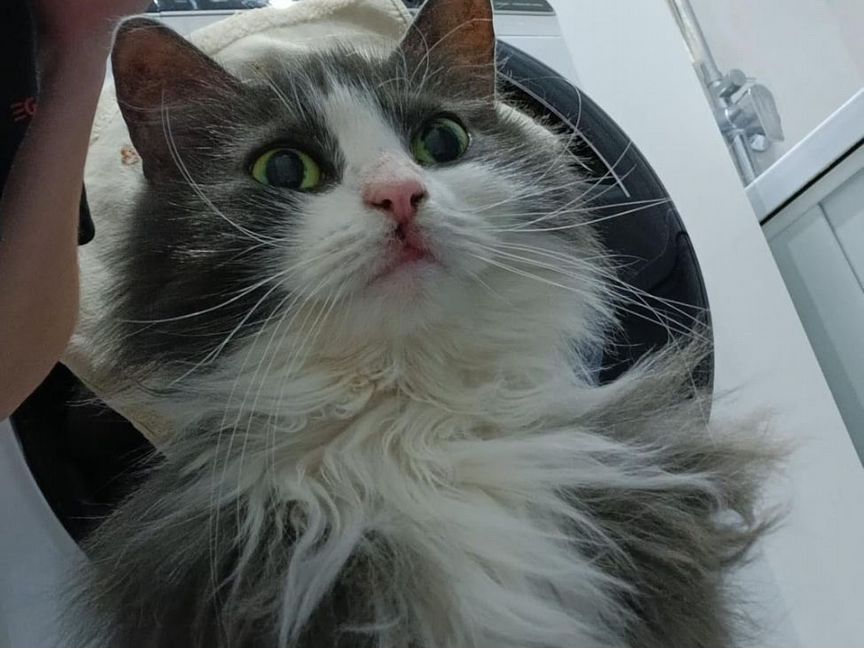 Найдена кошка