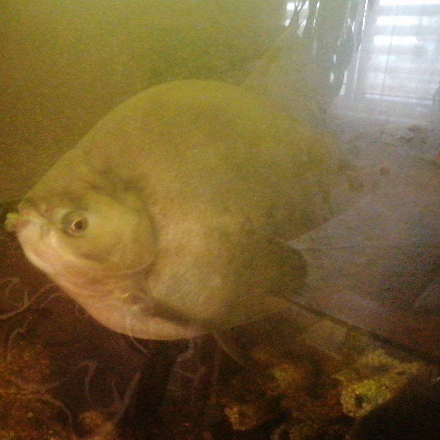 Пиранья Черный Паку (Colossoma brachypomum)