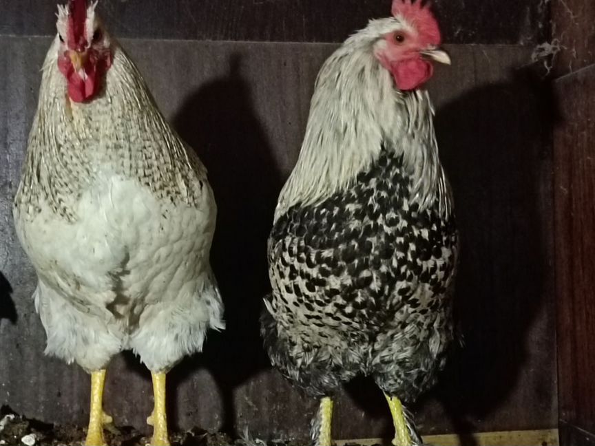 Молодые петухи