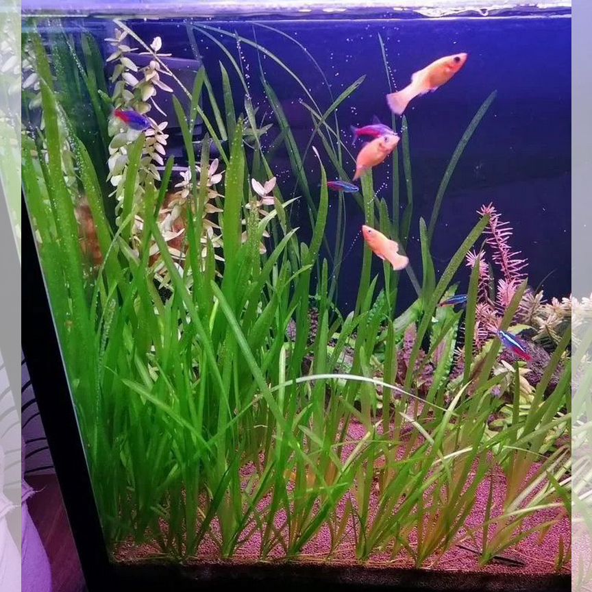 Аквариумные растения