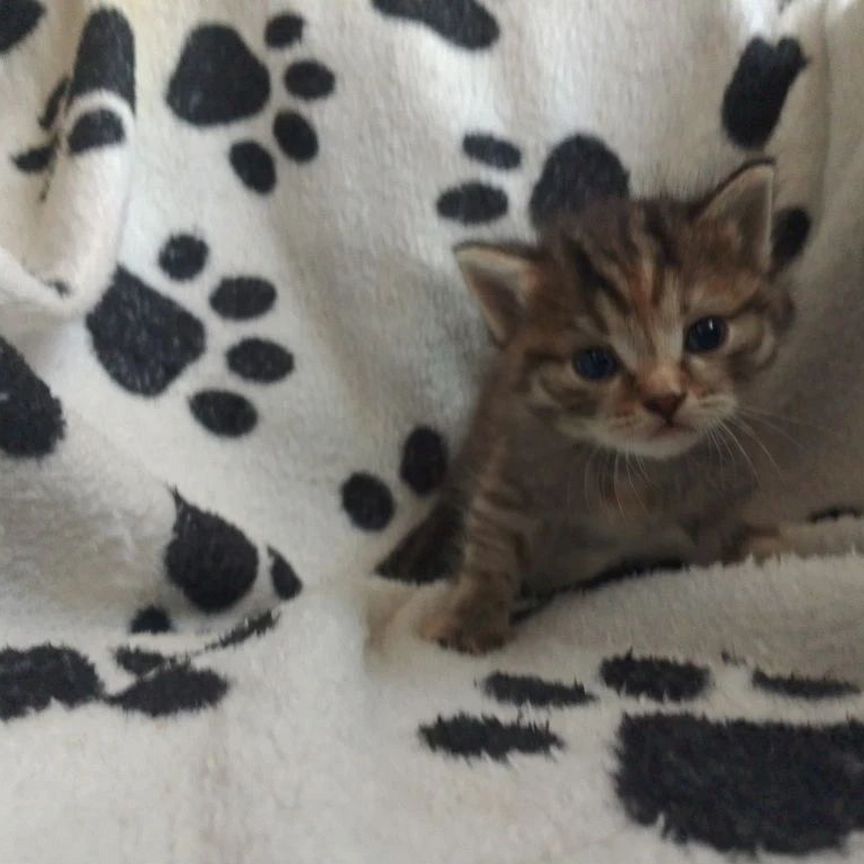 Котёнок в добрые руки
