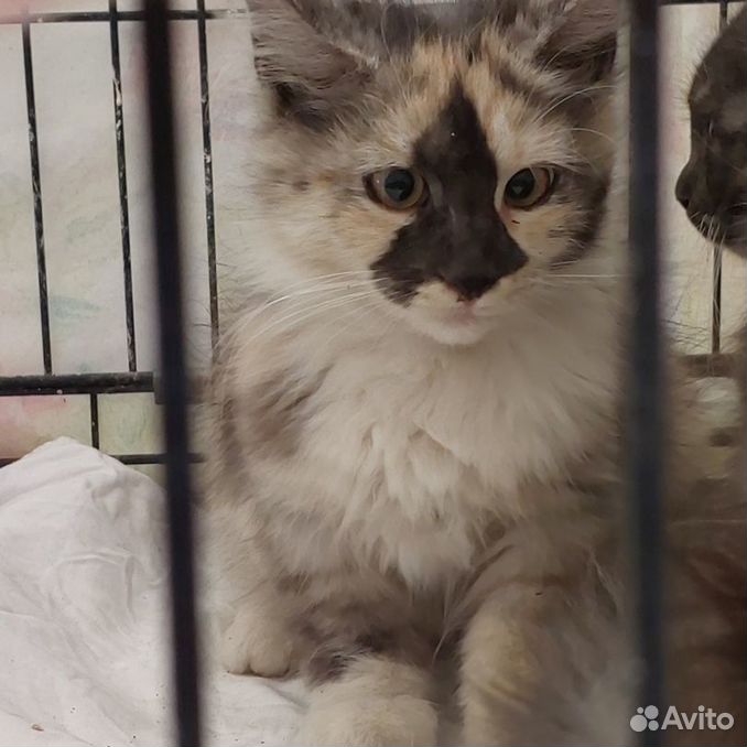 Коты, приносящие счастье