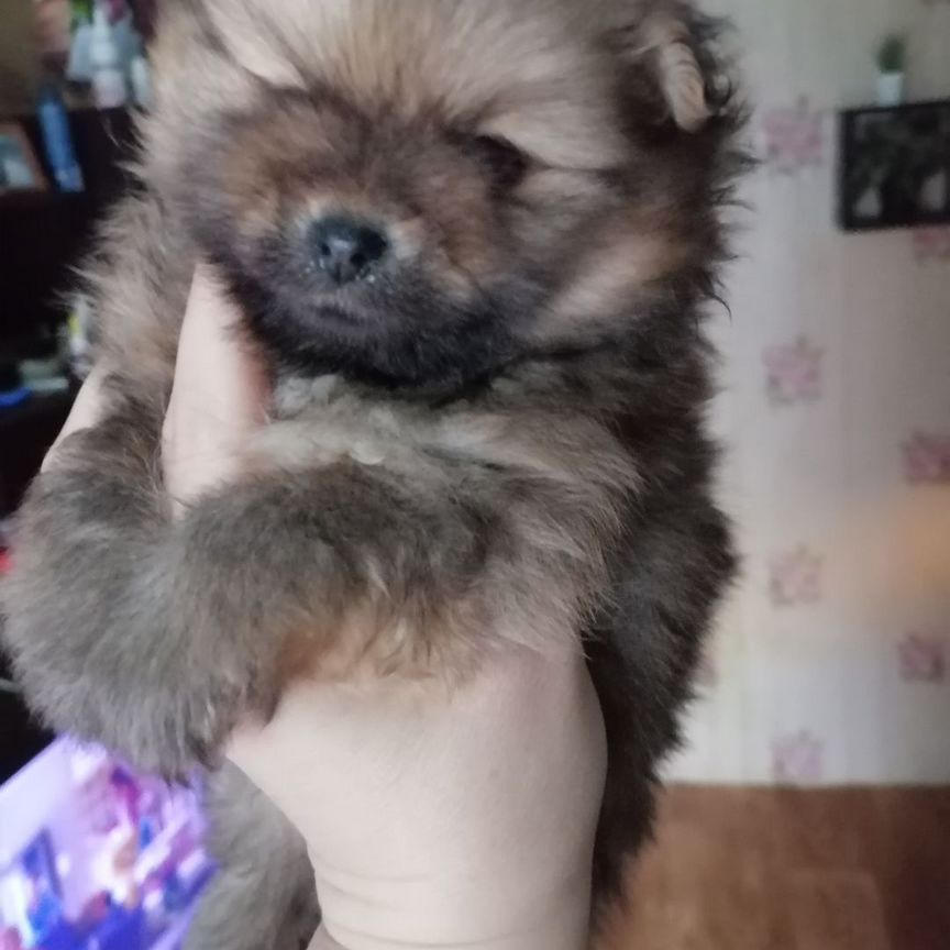 Померанский шпиц