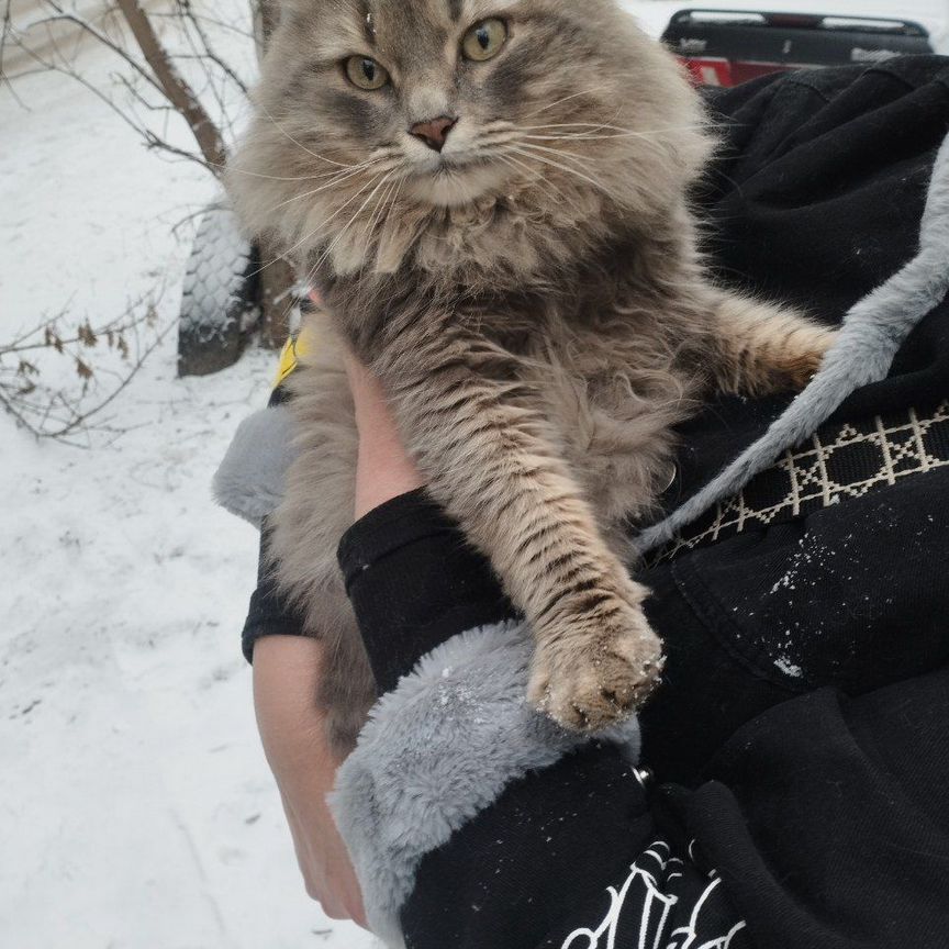 Бывшедомашний котик