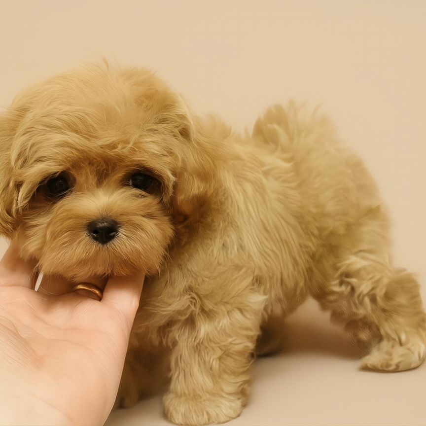 Мальтипу, щенок