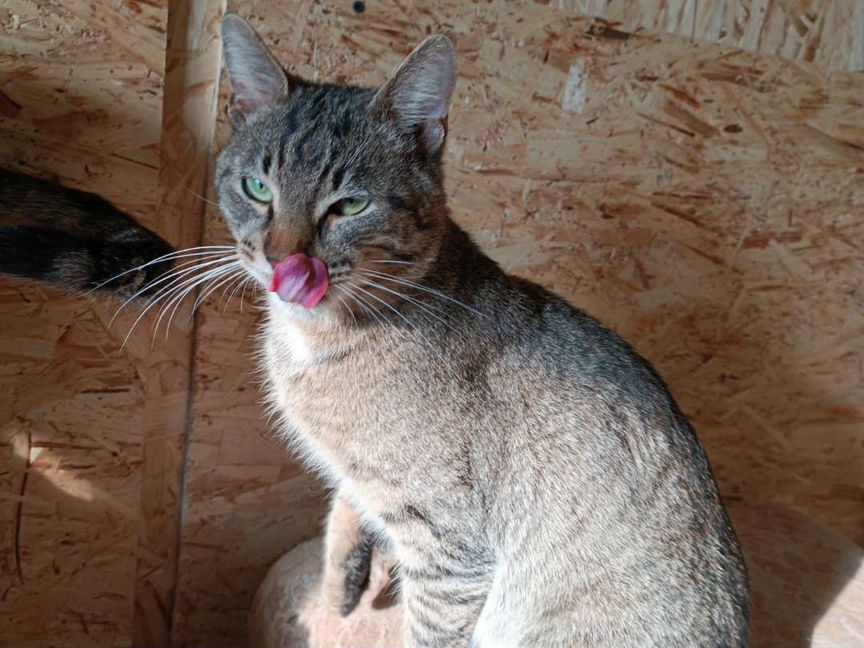 Клёвый котик