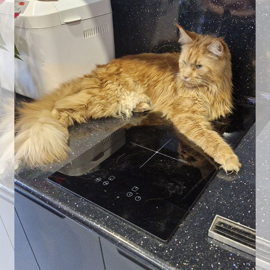 Мейн-кун, взрослый кот