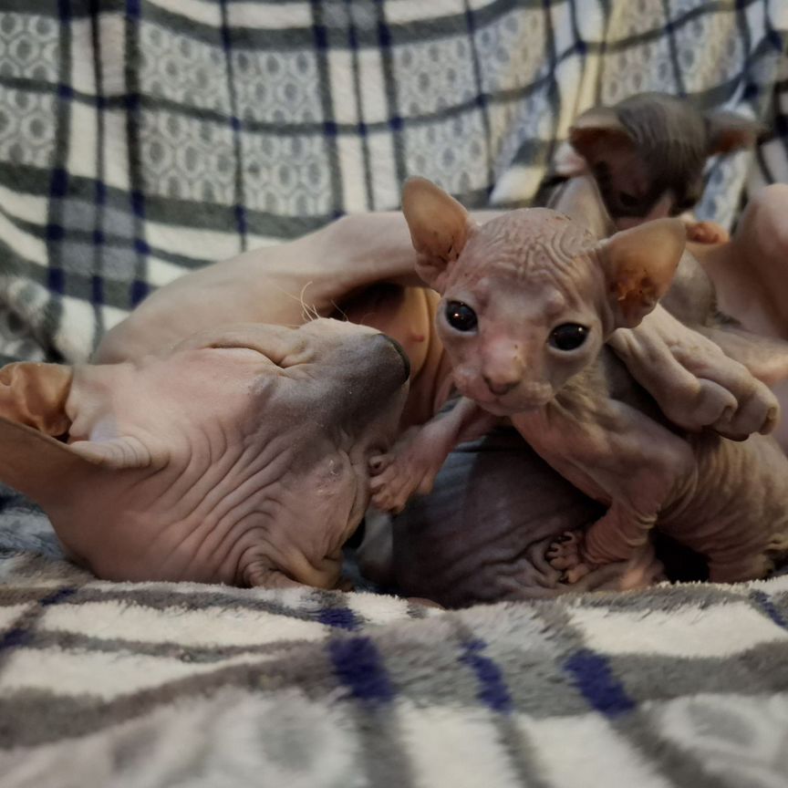 Сфинкс девочка котенок