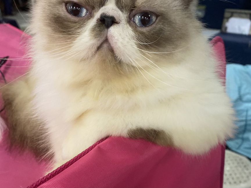 Грустный котик