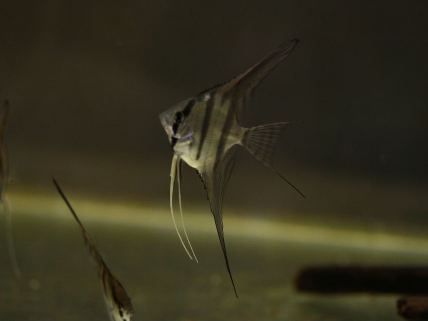 Скалярия Рио Нанай "Перуанский Альтум"