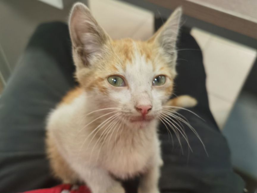 Рыжий котенок