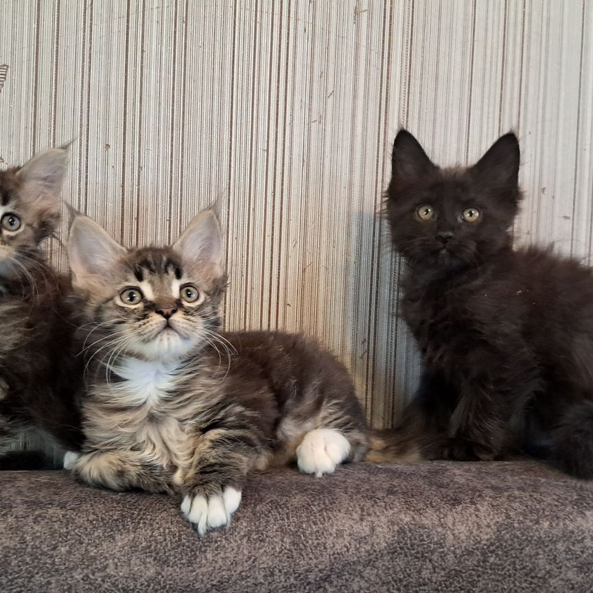 Котятки