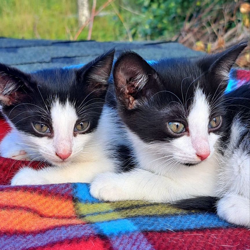 Котята очень ищут дом