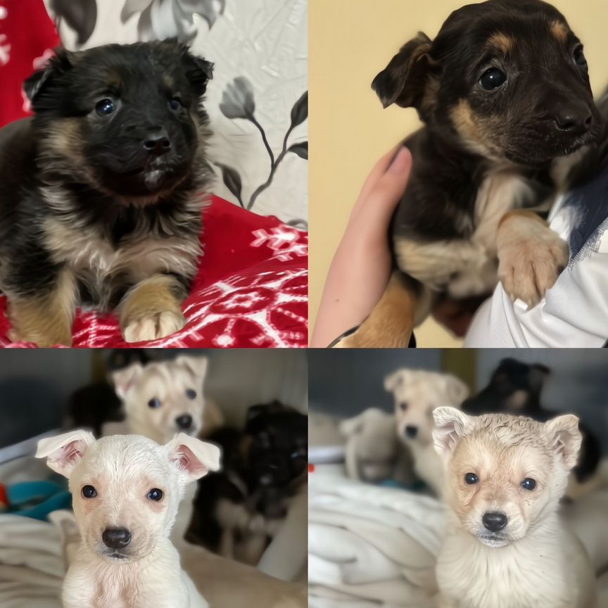 Щенок в добрые руки