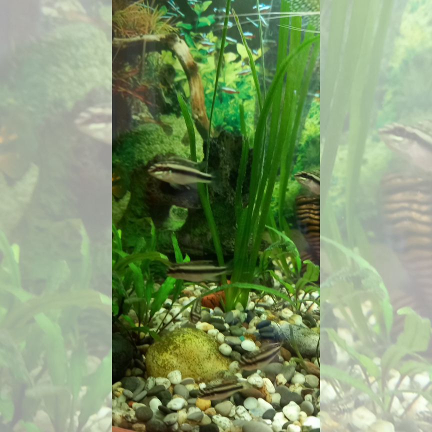 Аквариумные рыбки пельвикахромисы