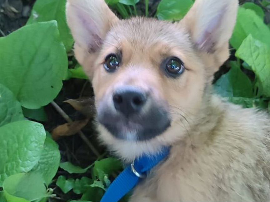 Айка, Щенки метисы