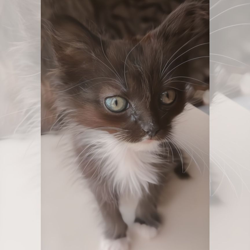 Котёнок в добрые руки