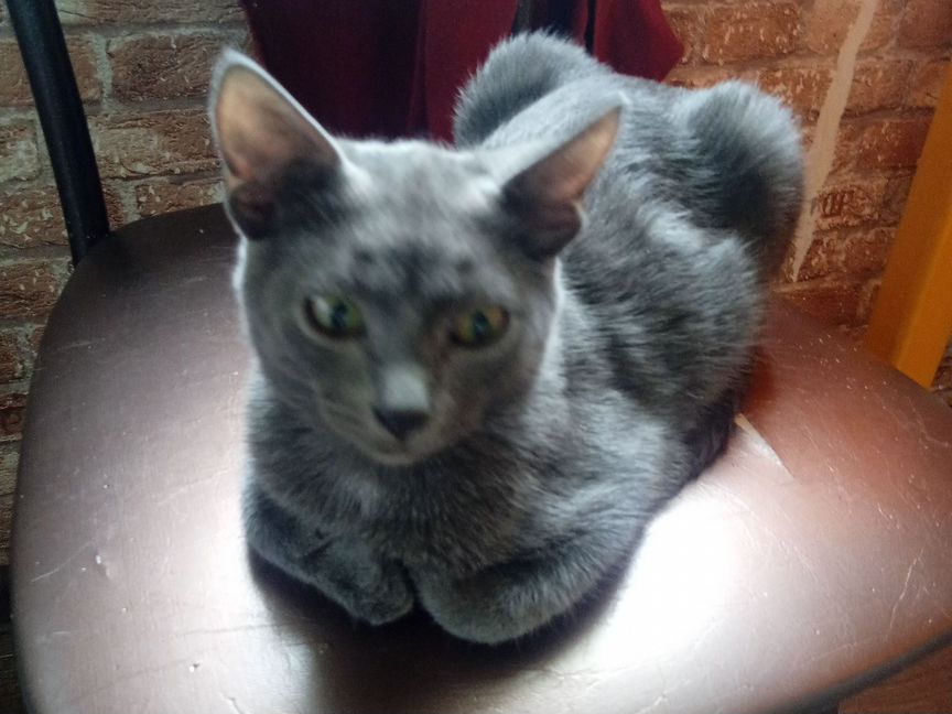 Котята русская голубая в добрые руки