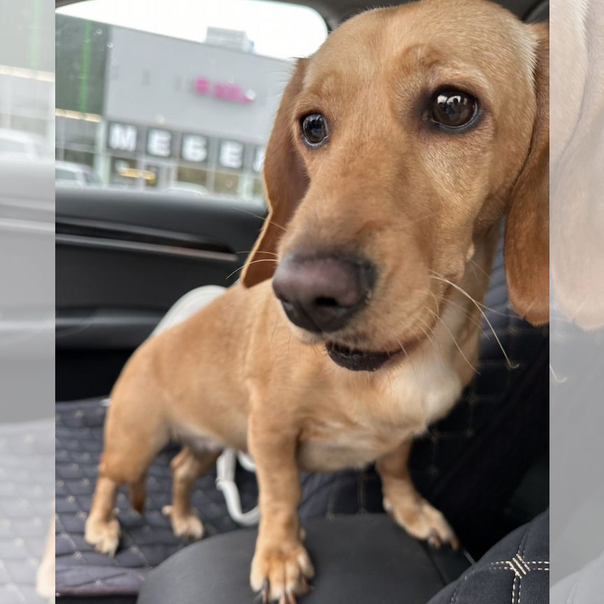 Собака в добрые руки