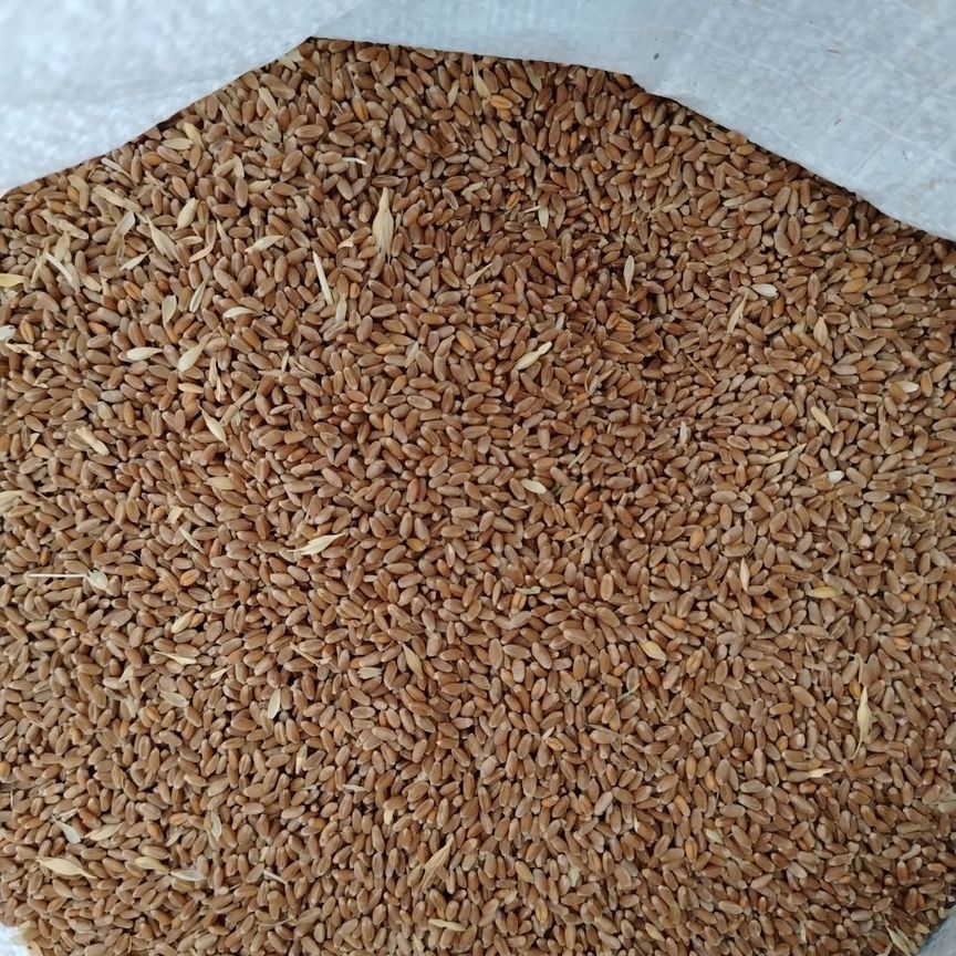 Ячмень, пшеница, отруби