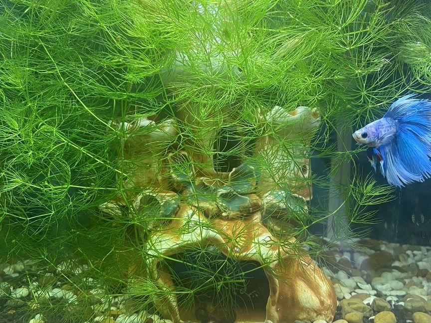 Растения для аквариума