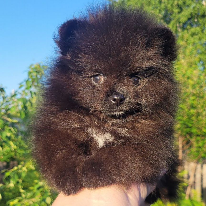 Щенки шпица