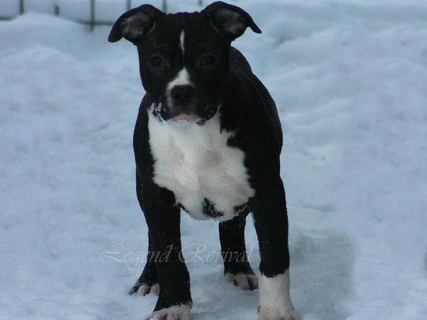 Перспективная девочка Ам.Стафф