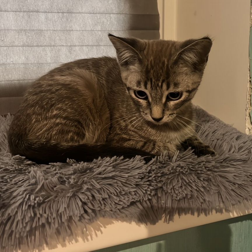 Котёнок в добрые руки