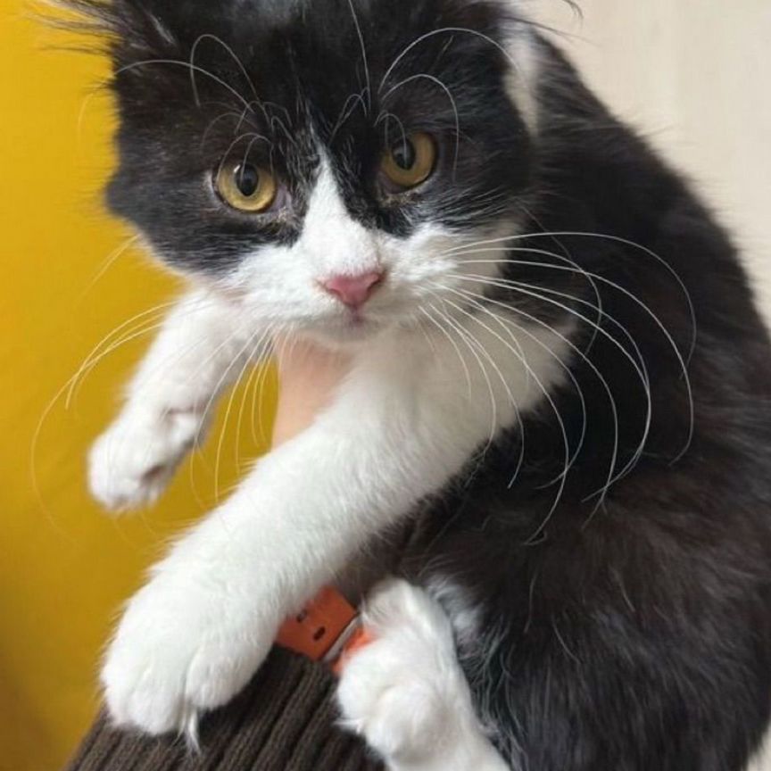 Сибирский котёнок