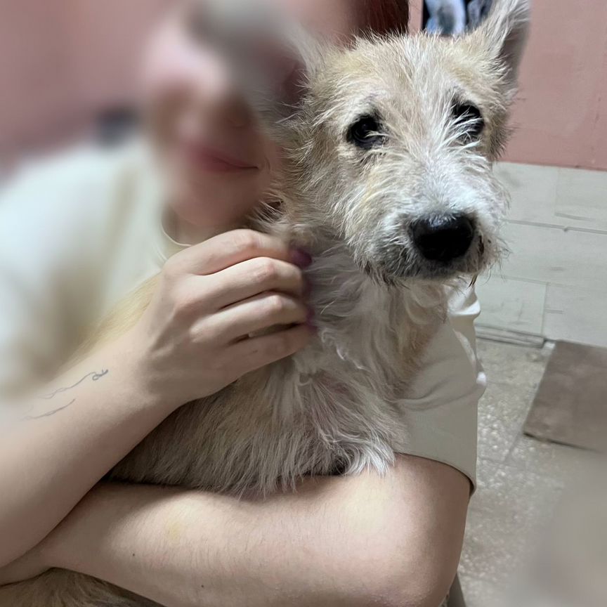 Щенок в добрые руки