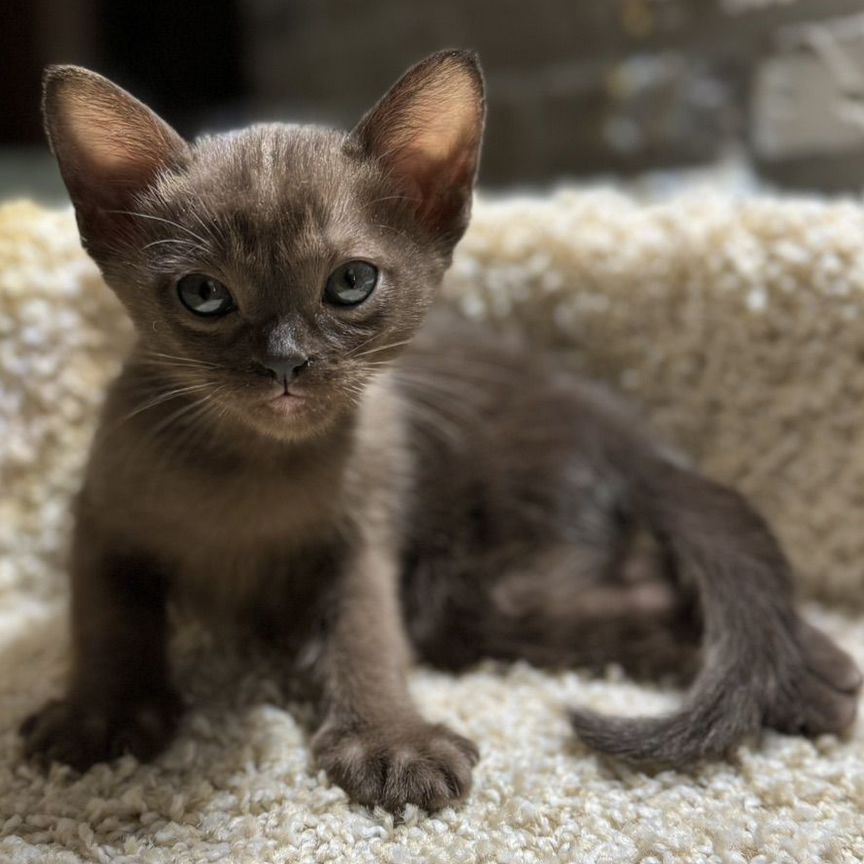 Европейский бурманский котёнок