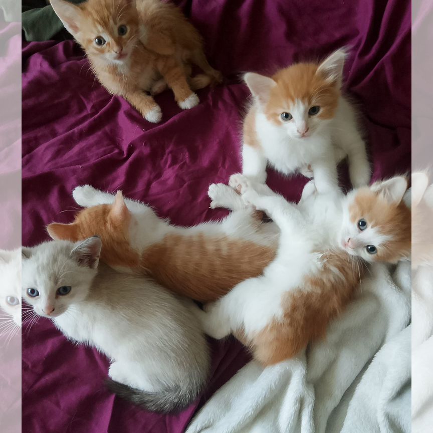 Отдам котодеток