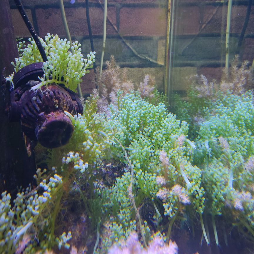 Водоросли для моря аквариума. Каулерпа виноградная