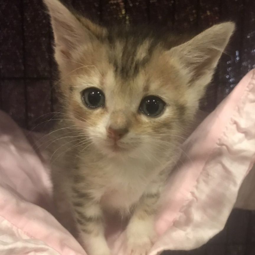 Котёнок от частного владельца