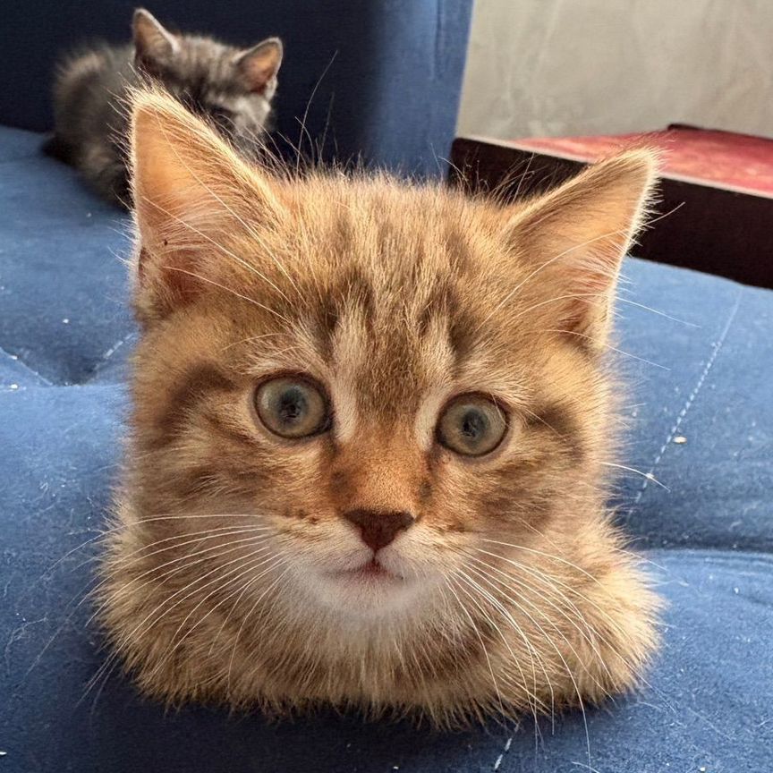 Британский длинношёрстный котёнок