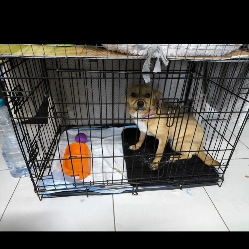 Маленькая собака живет в клетке