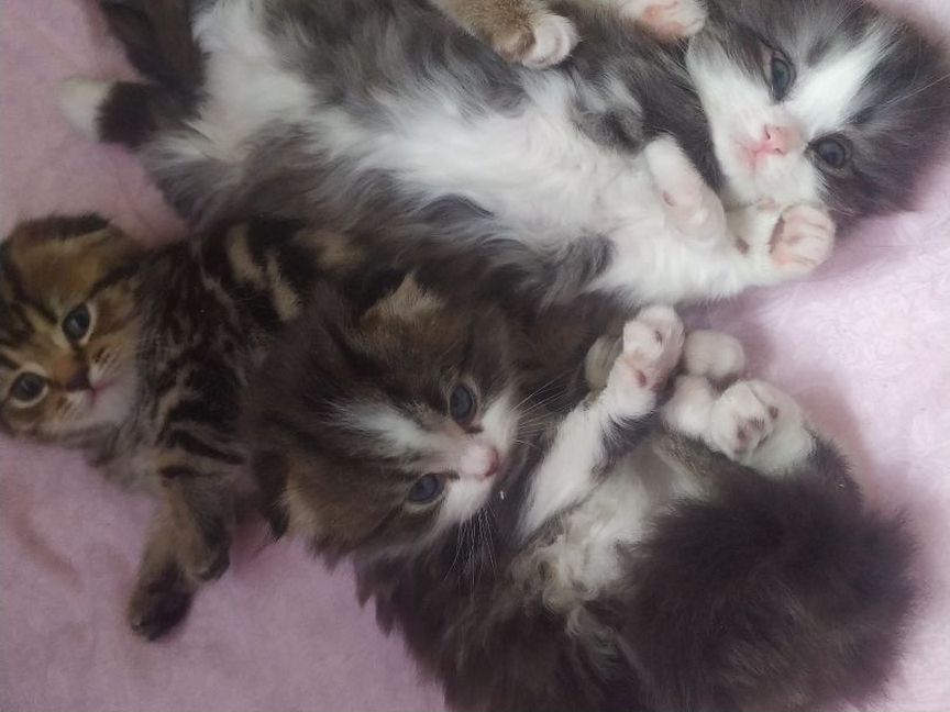 Шотландские вислоухие котята