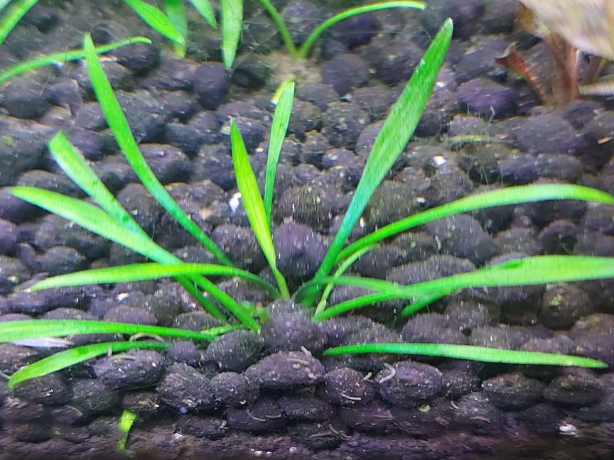 Криптокорина Парва (Cryptocoryne parva)
