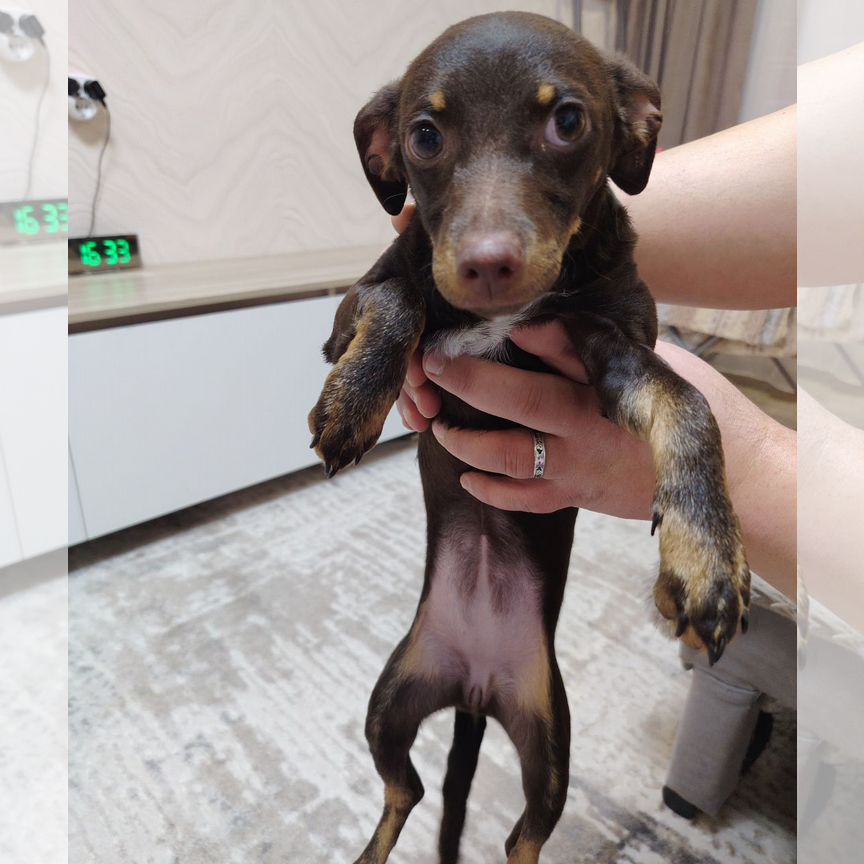 Русский той-терьер, щенок