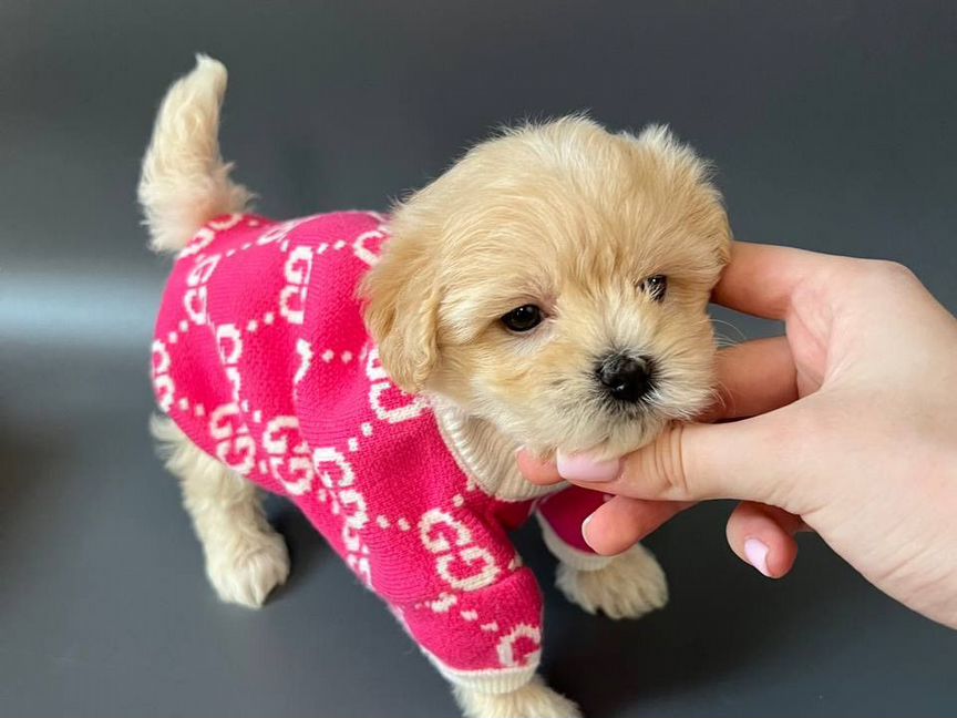 Мальтипу Ф1 мини девочка