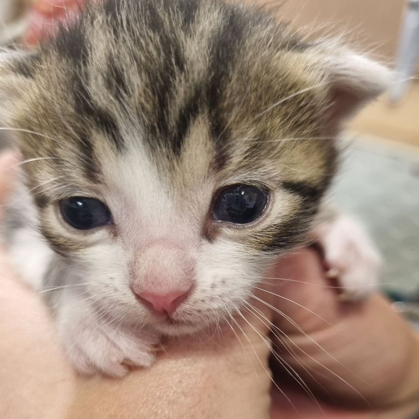 Котёнок в добрые руки