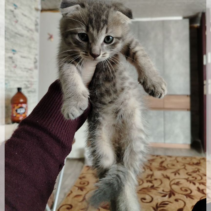 Котята британцы