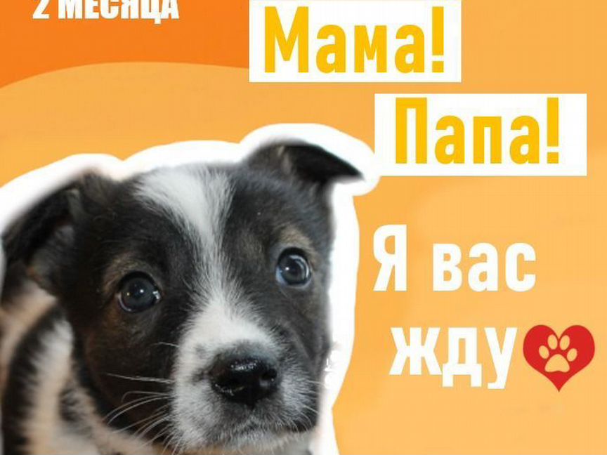 Лада щенок мечта