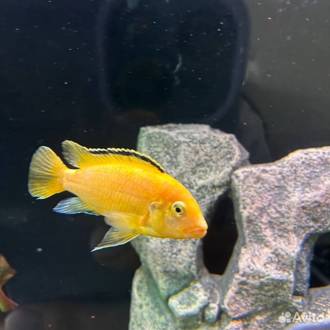 Рыба Лабидохромис Еллоу