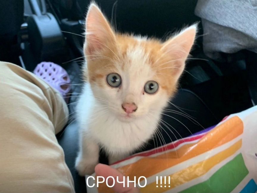 Кошка