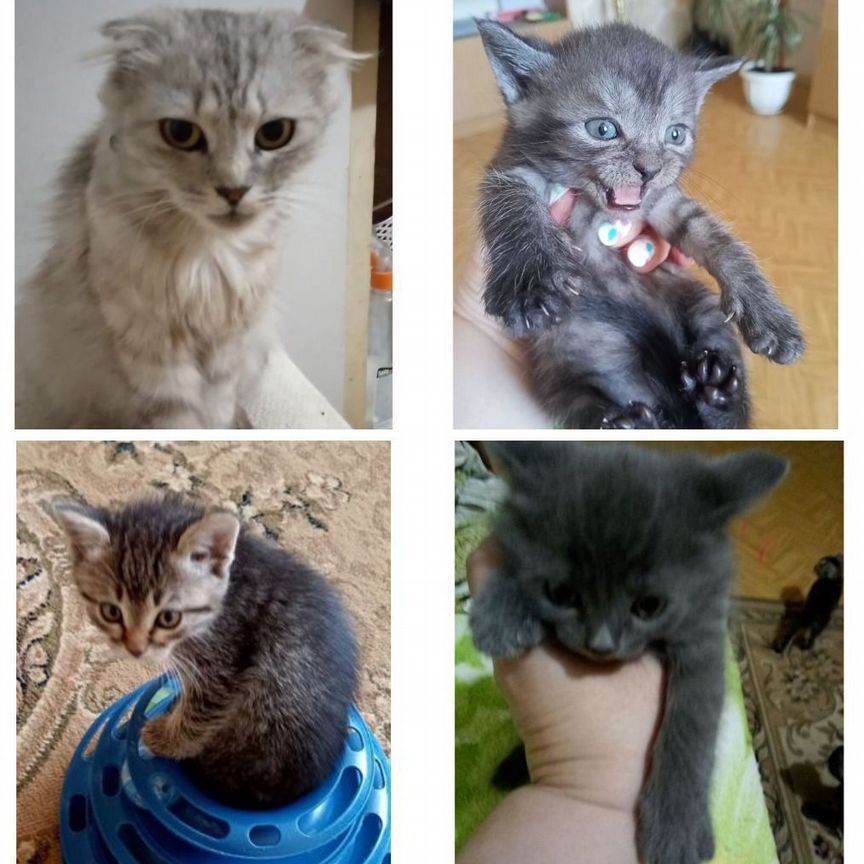 Котята от вислоухой кошечки