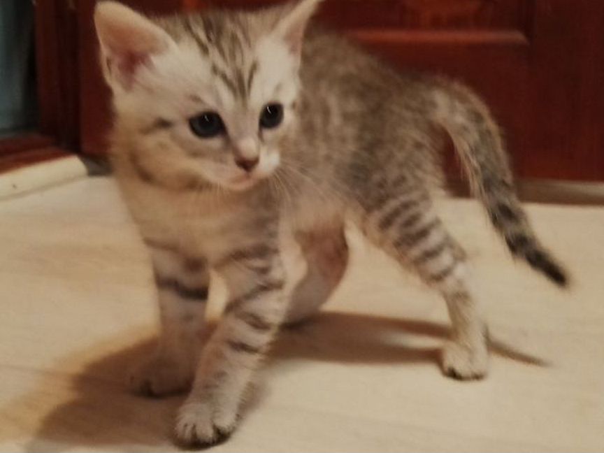 Кошка