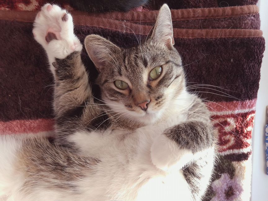 Котики бесплатно в добрые руки